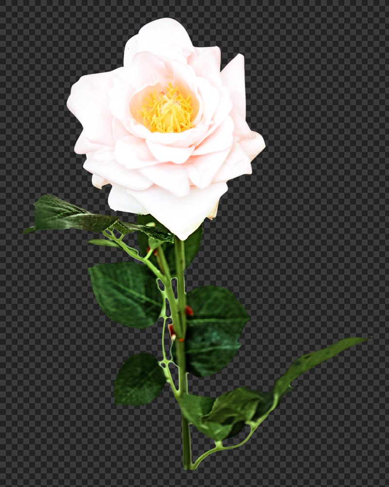 PNG rose flower, collage element, | Premium PNG - rawpixel