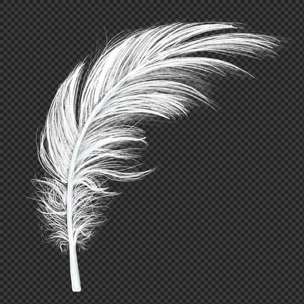 Feather png design element | Premium PNG Sticker - rawpixel
