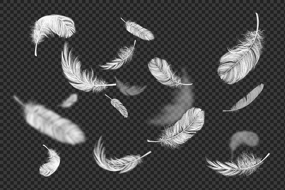 Falling feathers png background, transparent | Premium PNG - rawpixel