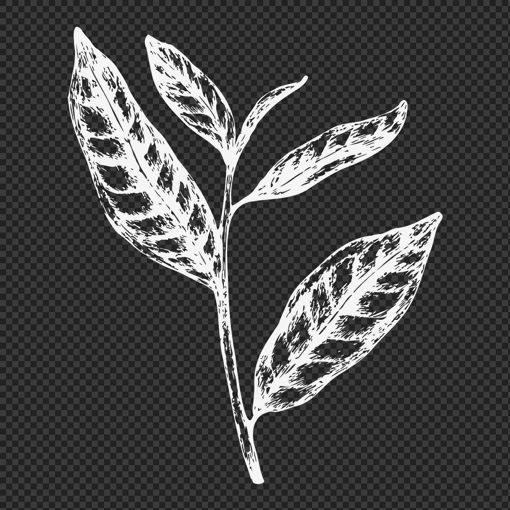 White leaf png sticker on transparent | Premium PNG - rawpixel