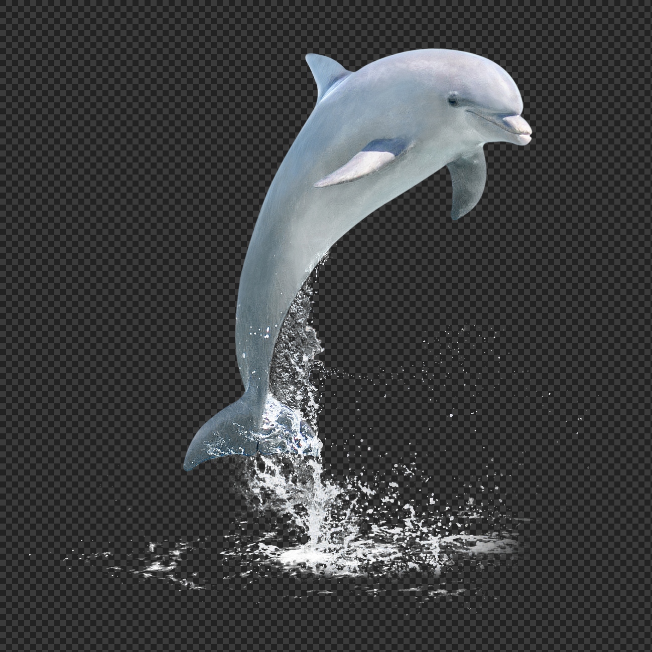 Jumping dolphin png sticker, sea | Premium PNG - rawpixel