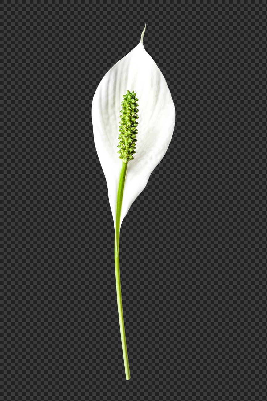 Flower png, white peace lily | Free PNG - rawpixel