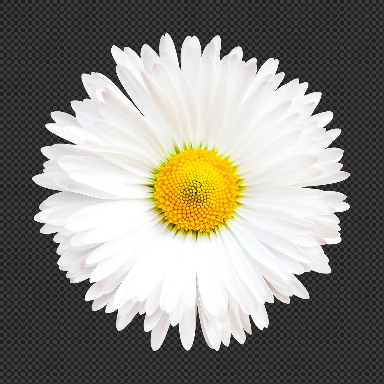 PNG white daisy, flower sticker | Free PNG - rawpixel