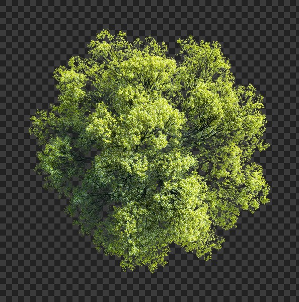 PNG Lush green tree top | Free PNG - rawpixel
