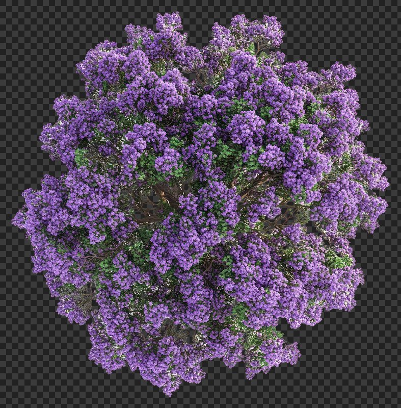 PNG Real jacaranda tree purple | Free PNG - rawpixel
