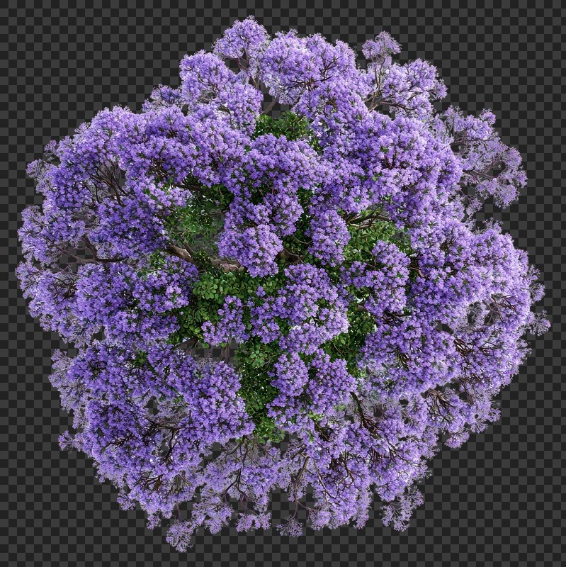 PNG Real jacaranda tree purple | Free PNG - rawpixel