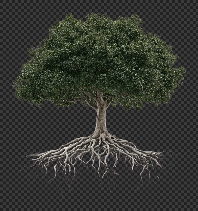 Tree Roots PNG Images | Free Photos, PNG Stickers, Wallpapers ...