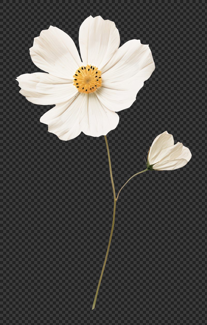PNG White cosmos flowers photography | Free PNG - rawpixel