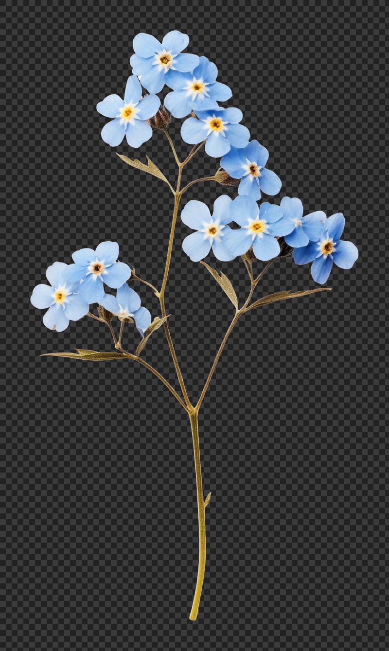 Forget-me-not Illustration Transparent PNG Images | Free Photos, PNG ...