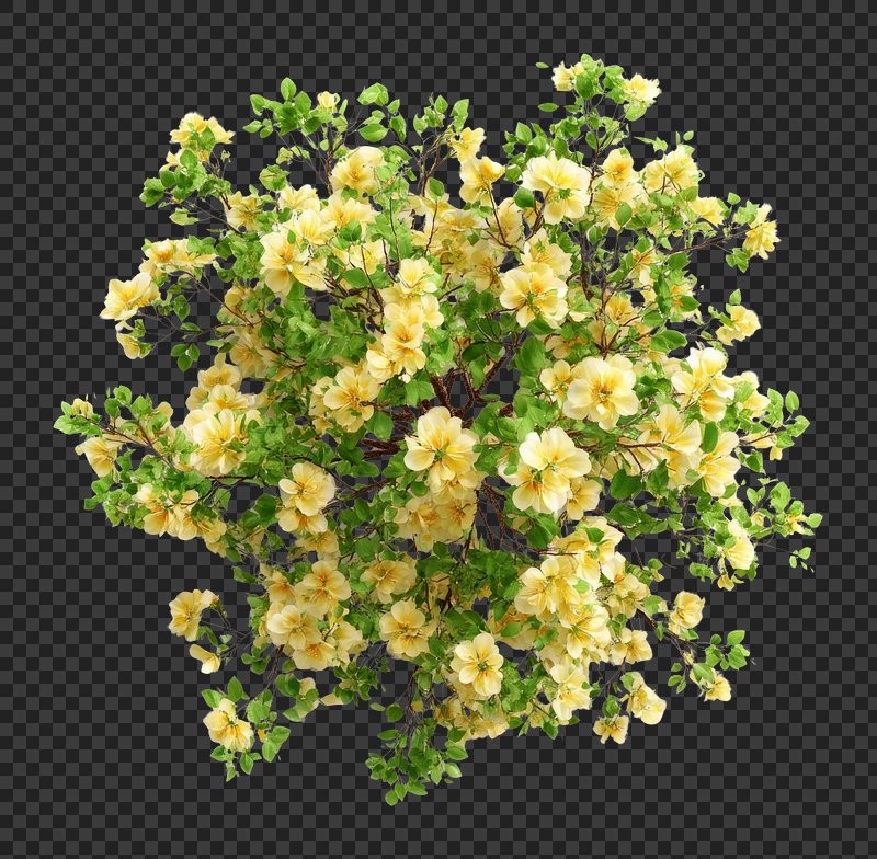 Tree Top View PNG Images | Free Photos, PNG Stickers, Wallpapers ...