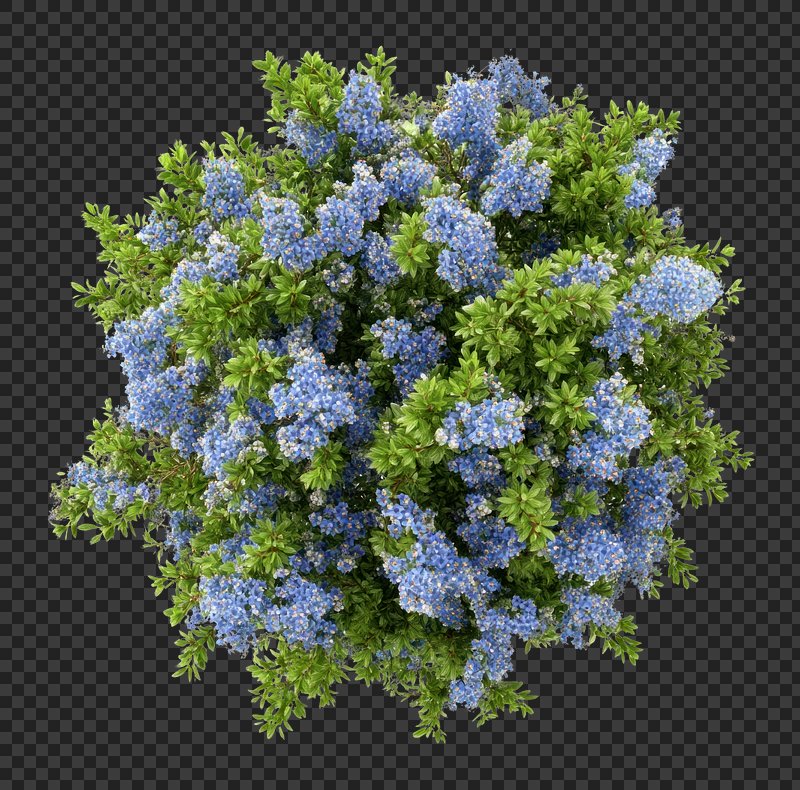 Tree Top View PNG Images | Free Photos, PNG Stickers, Wallpapers ...