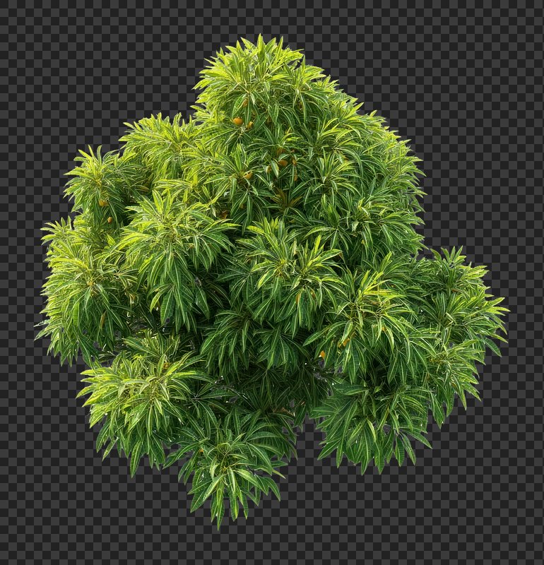 Tree Top View PNG Images | Free Photos, PNG Stickers, Wallpapers ...