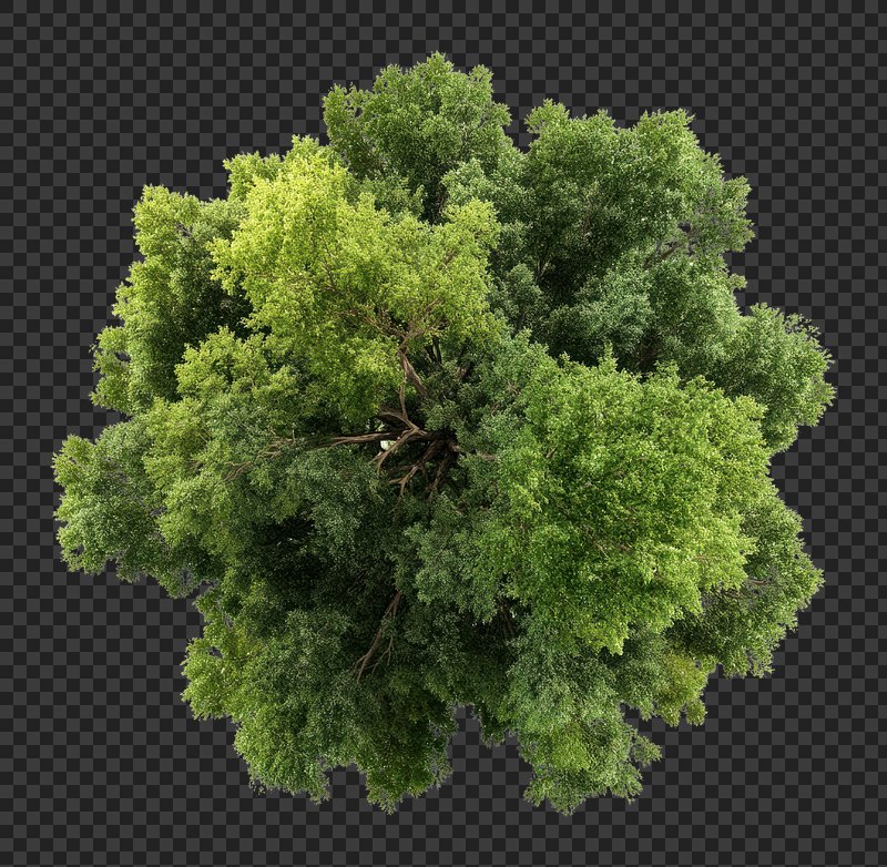 Tree Top View PNG Images | Free Photos, PNG Stickers, Wallpapers ...