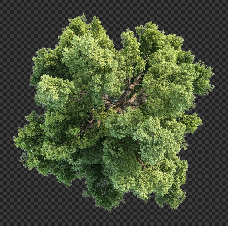 PNG Willow tree nature green | Premium PNG - rawpixel