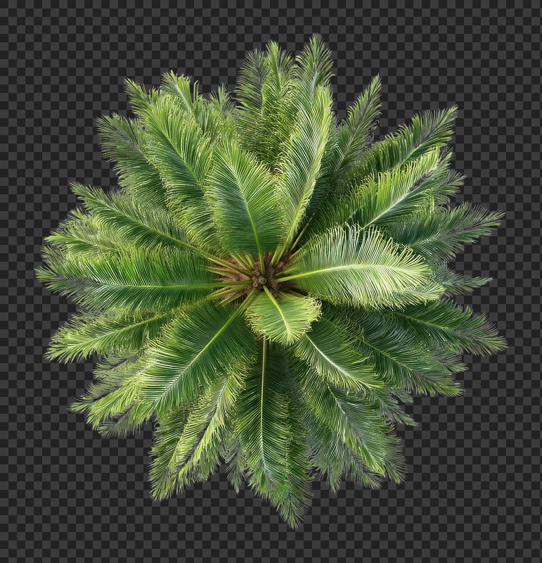 Tree Top View PNG Images | Free Photos, PNG Stickers, Wallpapers ...