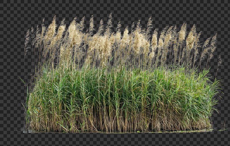Reeds PNG Images | Free Photos, PNG Stickers, Wallpapers & Backgrounds ...