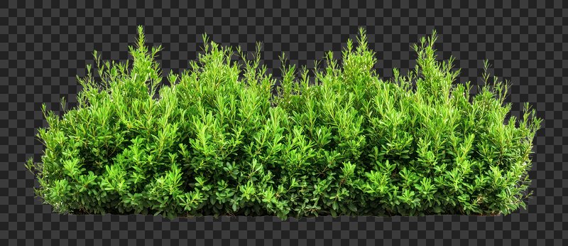 Green garden bushes background isolated | Free Photo - rawpixel
