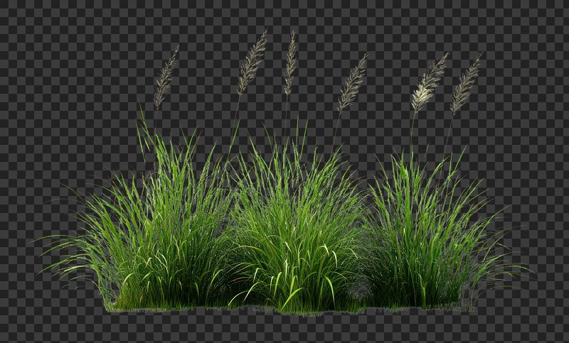 Reeds PNG Images | Free Photos, PNG Stickers, Wallpapers & Backgrounds ...
