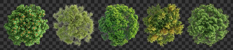 PNG top view tree design | Premium PNG - rawpixel