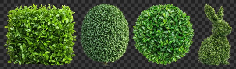 Boxwood PNG Images | Free Photos, PNG Stickers, Wallpapers ...