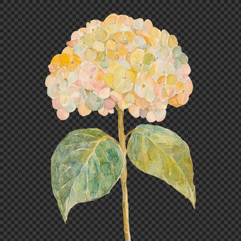 PNG Hydrangea full bloom art | Free PNG - rawpixel