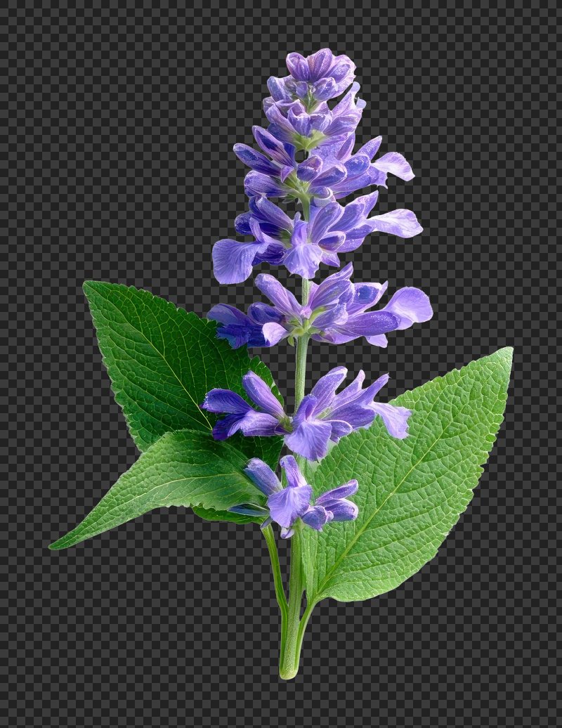 Flower Sprigs PNG Images | Free Photos, PNG Stickers, Wallpapers ...
