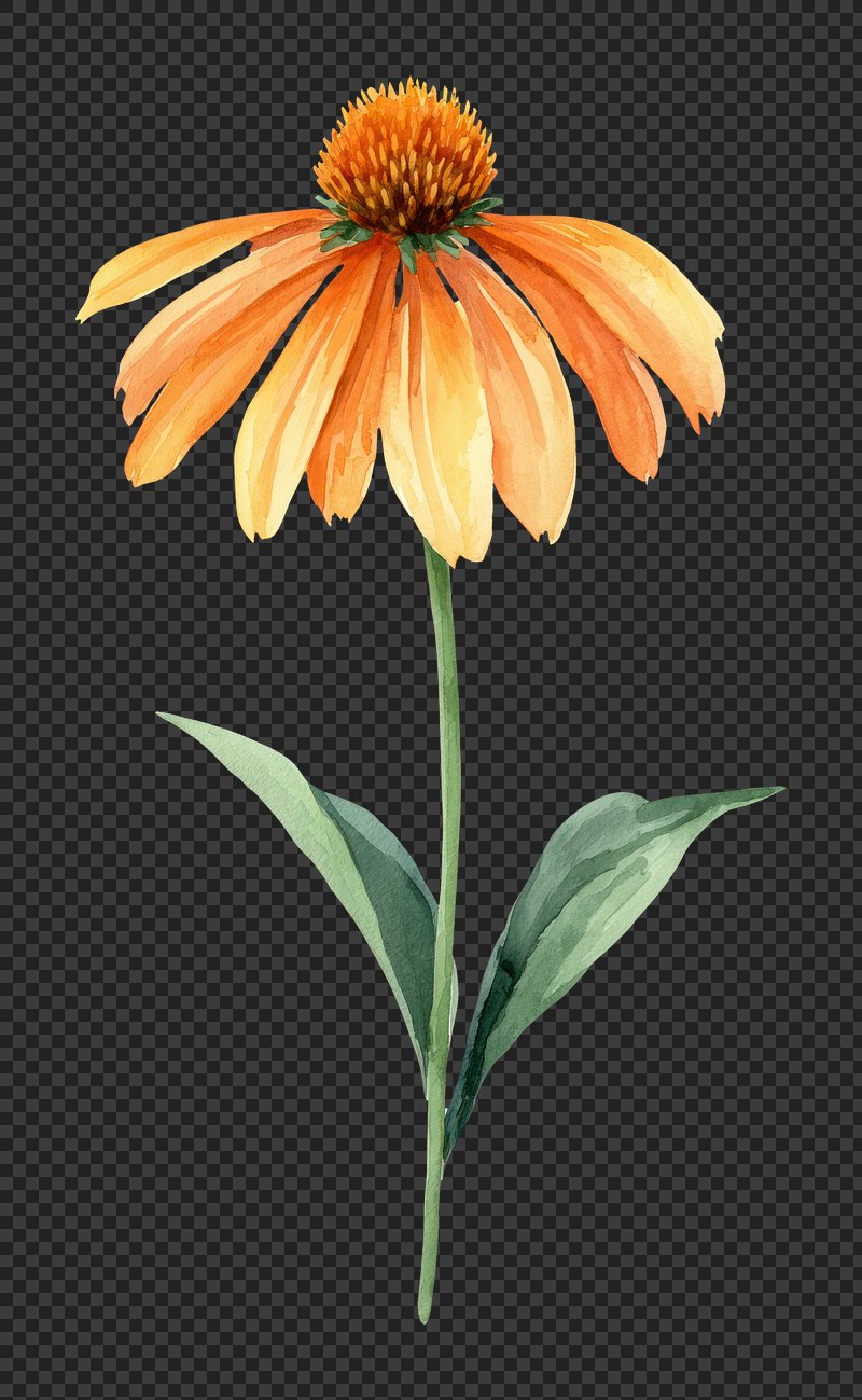 PNG Coneflower wildflower illustration watercolor | Free PNG - rawpixel
