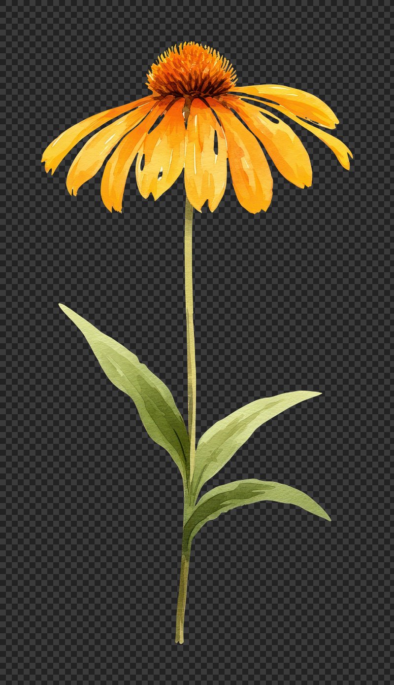 PNG Coneflower wildflower illustration watercolor | Free PNG - rawpixel