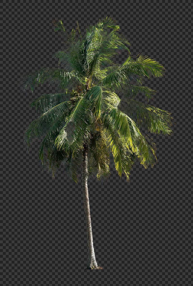 Tropical palm tree top view | Free Photo - rawpixel