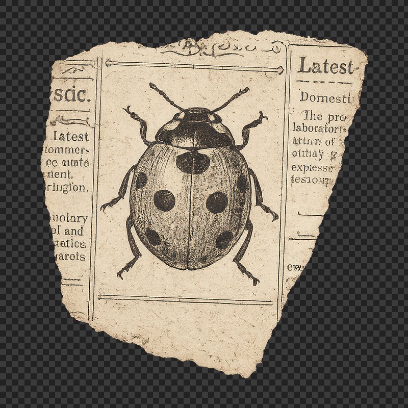 Ladybug Vintage Drawing Insect Animal Images | Free Photos, PNG ...