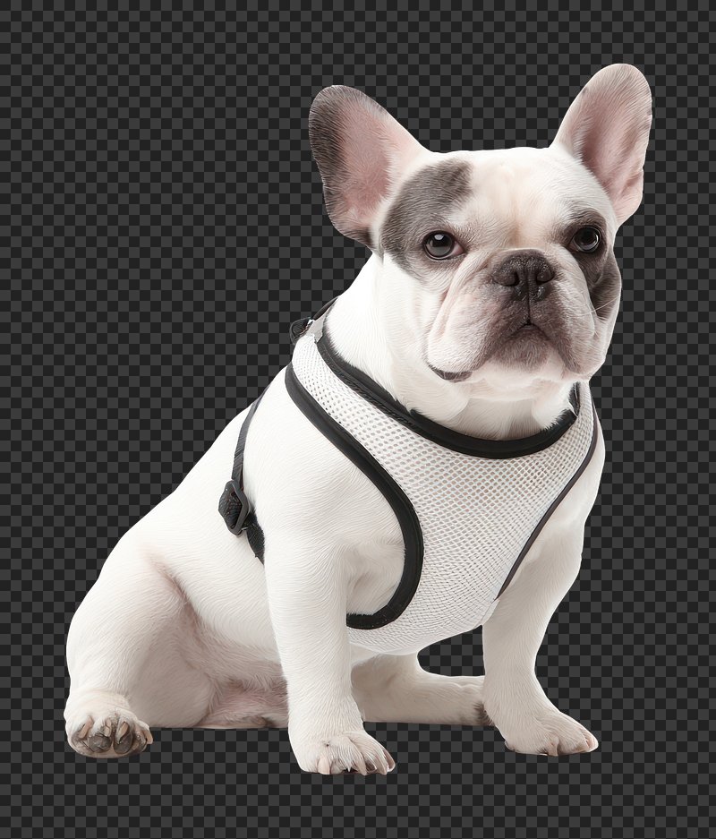 Dog Harness Mockup Images | Free Photos, PNG Stickers, Wallpapers ...