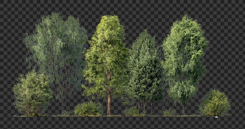 Group different trees green oak | Premium Photo - rawpixel