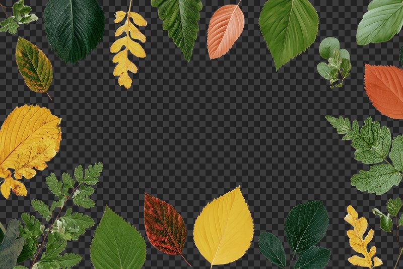 Orange+flower+clip Transparent Images | Free Photos, PNG Stickers ...