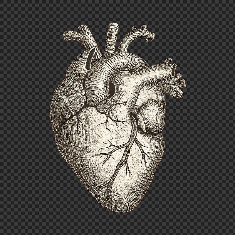 Heart+diagram Illustration Images | Free Photos, PNG Stickers ...
