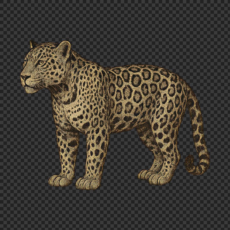 Jaguars+drawing Leopard Images | Free Photos, PNG Stickers, Wallpapers ...