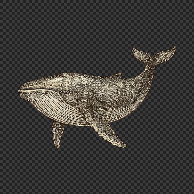 Engraved Sea Shadow Ocean Images | Free Photos, PNG Stickers ...