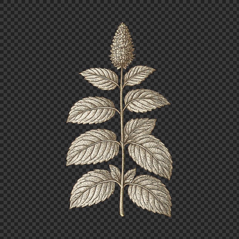Botanic Herbal Shadow Images | Free Photos, PNG Stickers, Wallpapers ...
