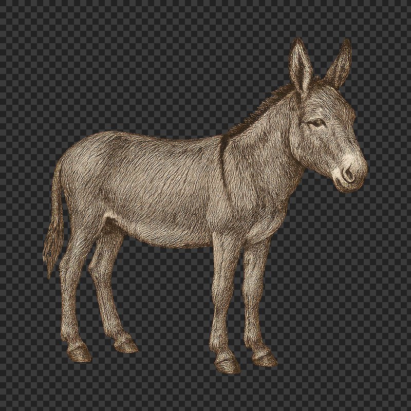 Donkey Draw Art Shadow Images | Free Photos, PNG Stickers, Wallpapers ...