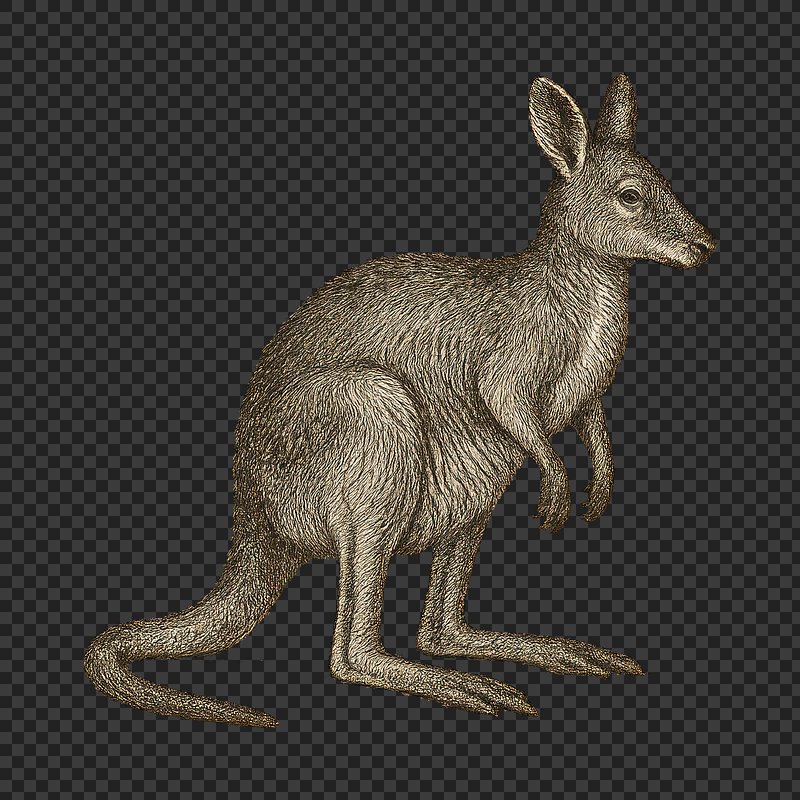 Vintage Kangaroo Isolated Shadow Texture Images | Free Photos, PNG ...