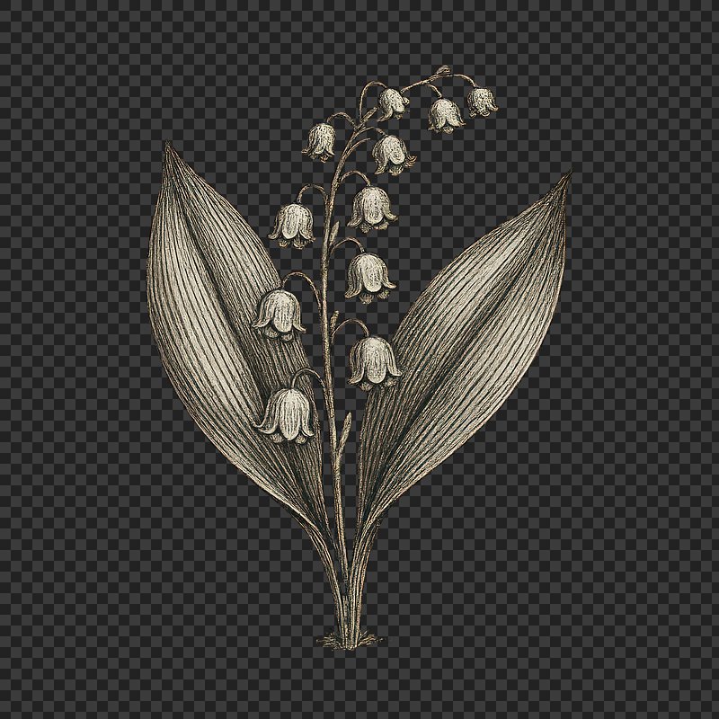 Lily Engraving Background Images | Free Photos, PNG Stickers ...