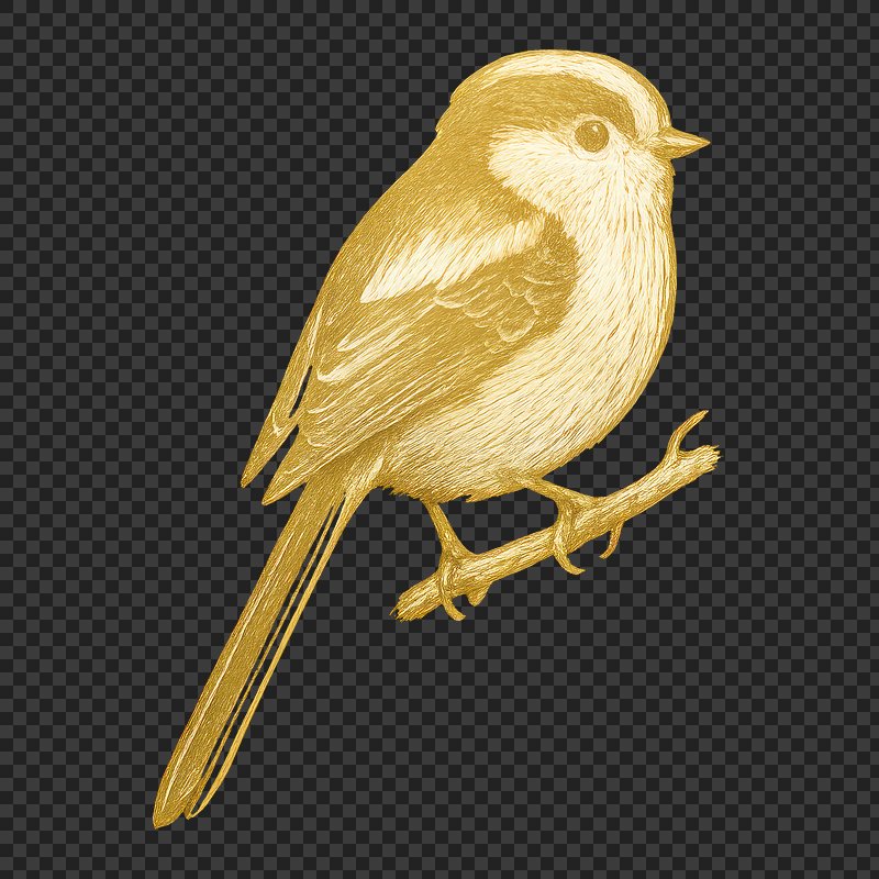 Colorful+birds+on+branch Vintage Shadow Images | Free Photos, PNG ...