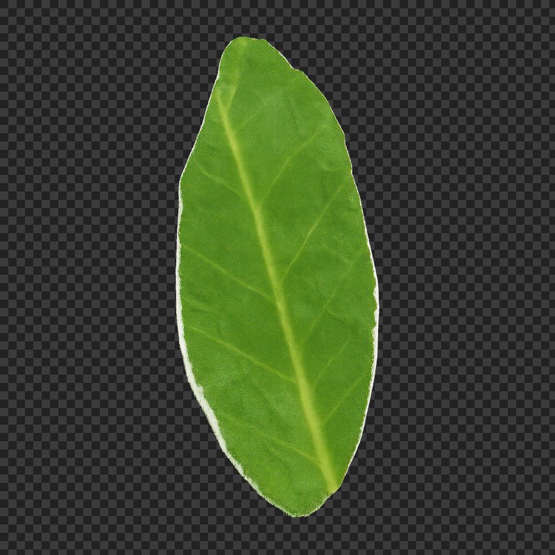 Long Leaves PNG Paper Images | Free Photos, PNG Stickers, Wallpapers ...