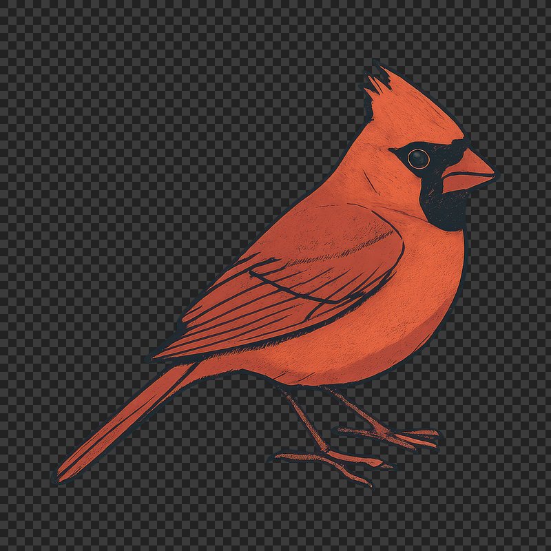 Cardinal Red Bird Wildlife Images | Free Photos, PNG Stickers ...