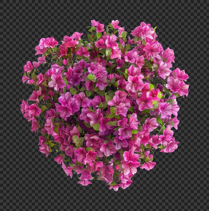 Flower Photo Bush Tree PNG Images | Free Photos, PNG Stickers ...