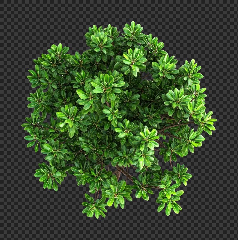 Top Of Jungle Tree Illustration Images | Free Photos, PNG Stickers ...