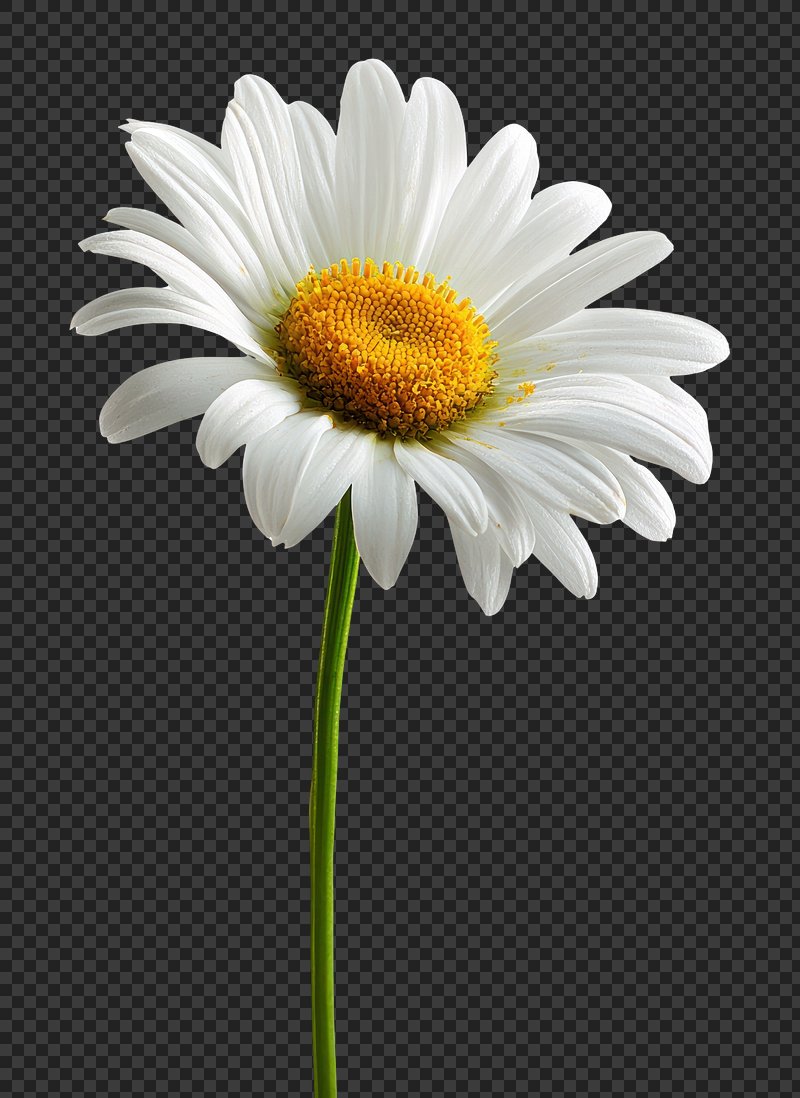 Daisy White Nature Images | Free Photos, PNG Stickers, Wallpapers ...