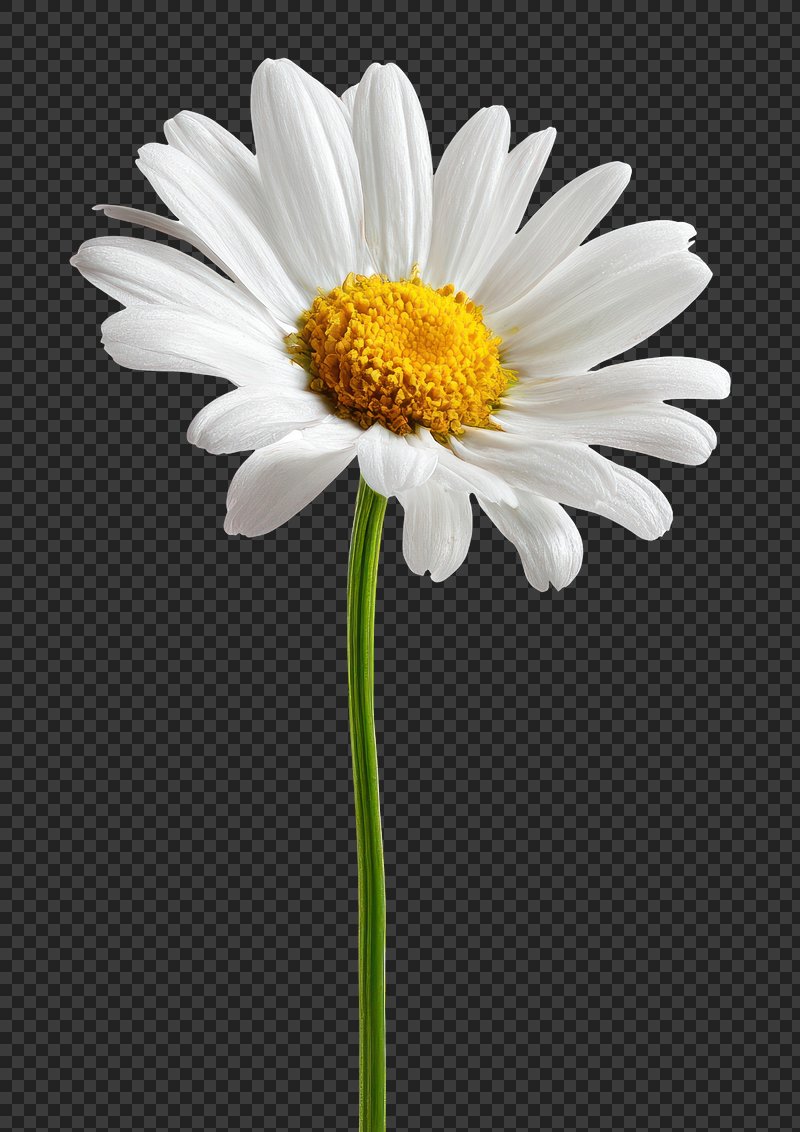 One Flower Nature Images | Free Photos, PNG Stickers, Wallpapers ...