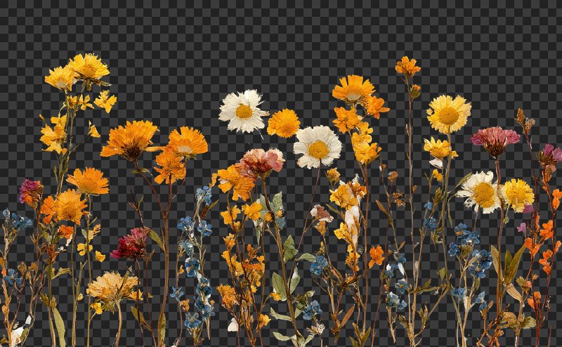 Summer Floral Border Transparent Background Nature Images | Free Photos ...