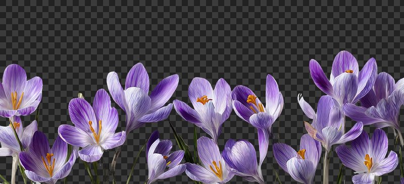 Highresolution Nature Border Shadow Images | Free Photos, PNG Stickers ...