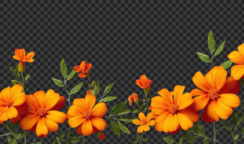 Marigold Transparent Flowers Images | Free Photos, PNG Stickers ...